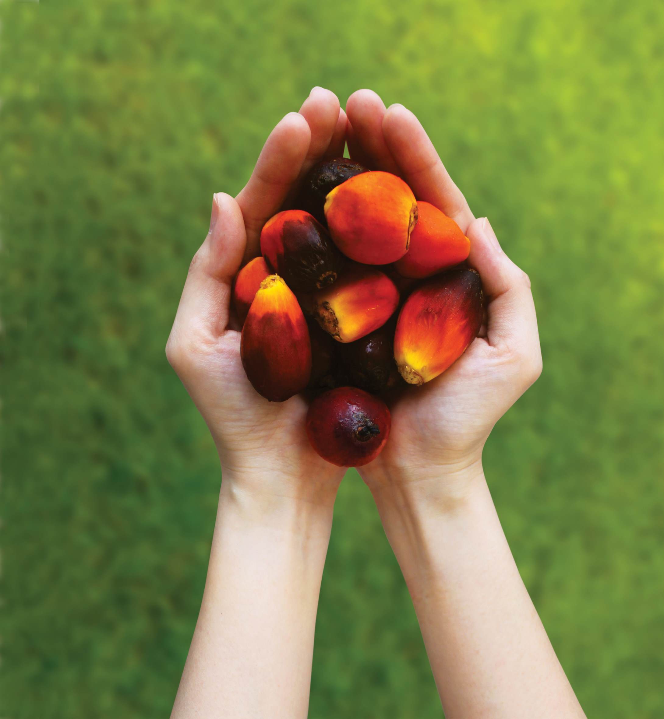 Collective Action of Sustainable Palm Derivatives | Croda